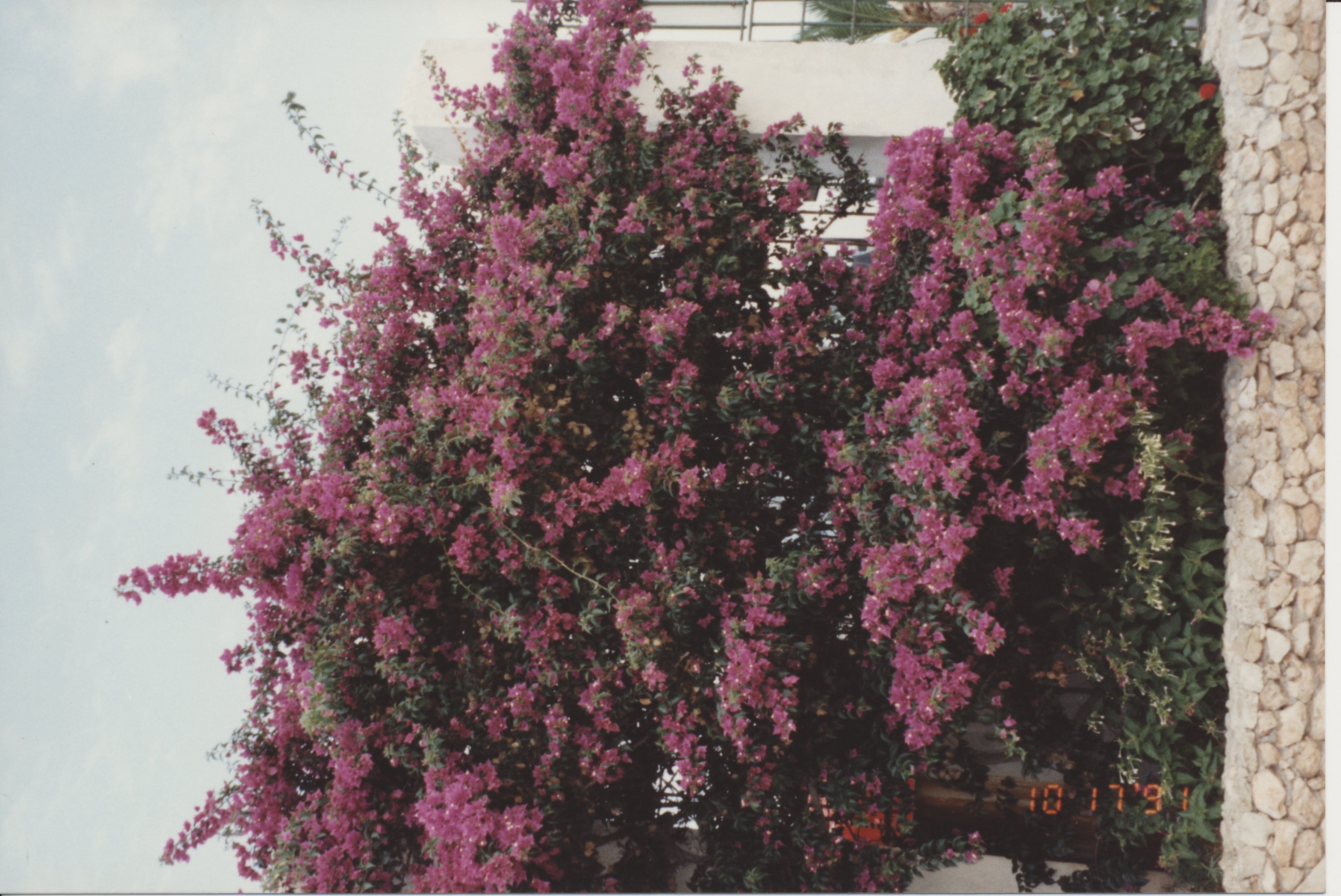 Maltese Flora - The National Archives of Malta